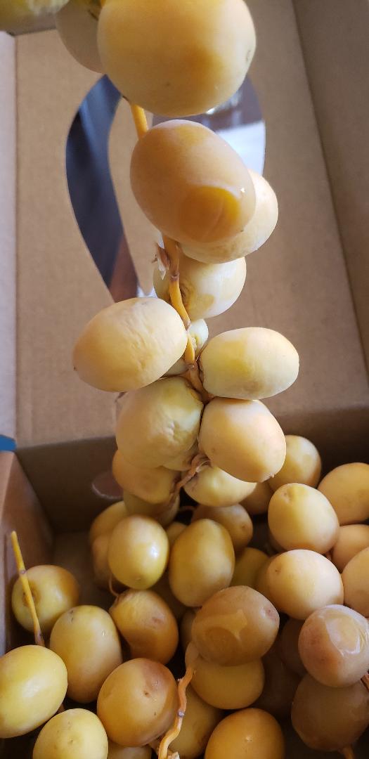 Fresh Saudi dates in season now! – Date Palms & Camels