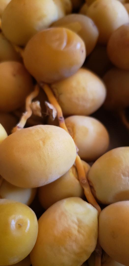 Fresh Saudi dates in season now! – Date Palms & Camels